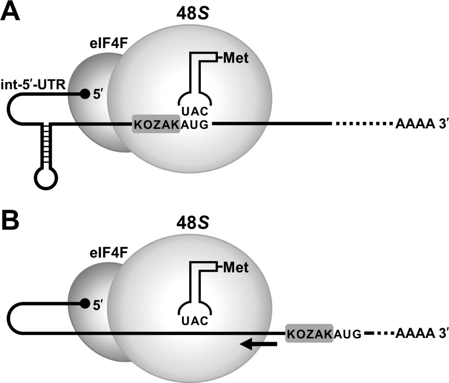 Universal scanning-free initiation of eukaryote protein translation–a ...