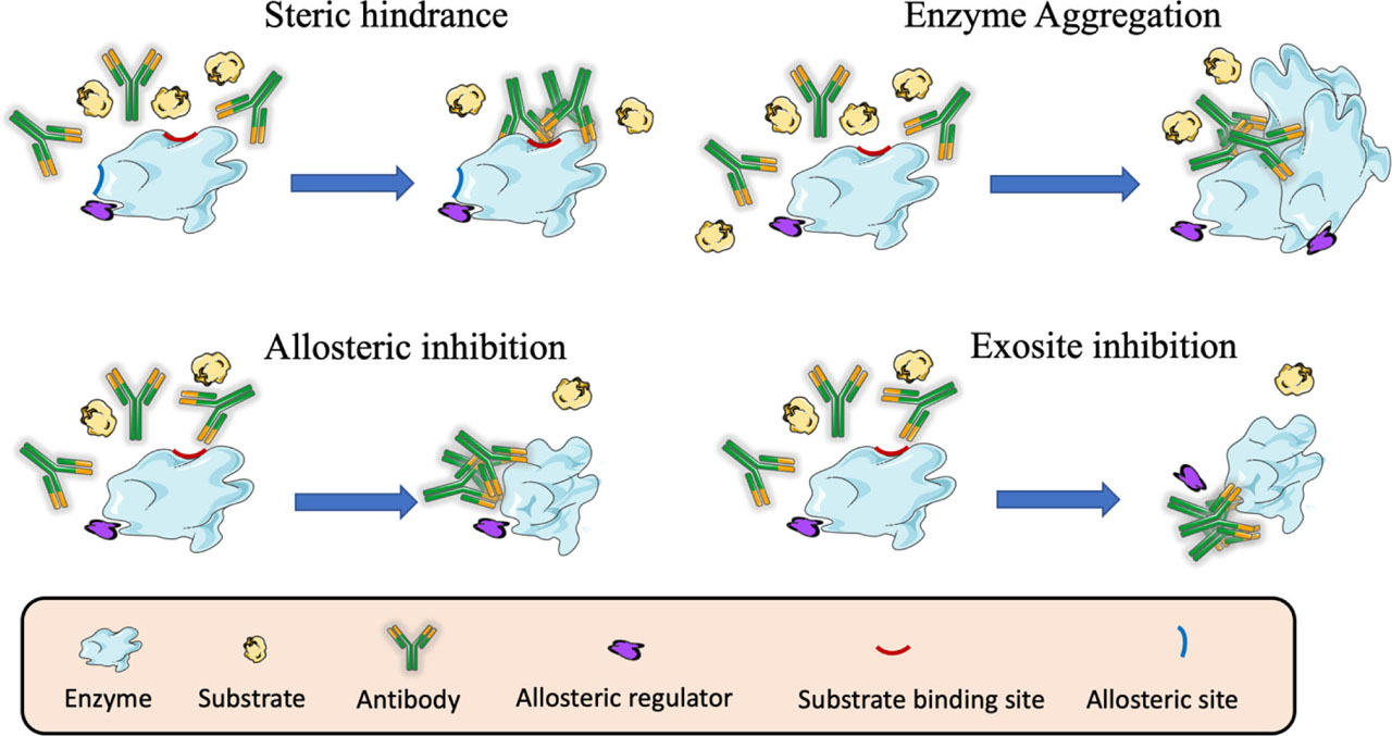 Antibodies targeting enzyme inhibition as potential tools for research ...