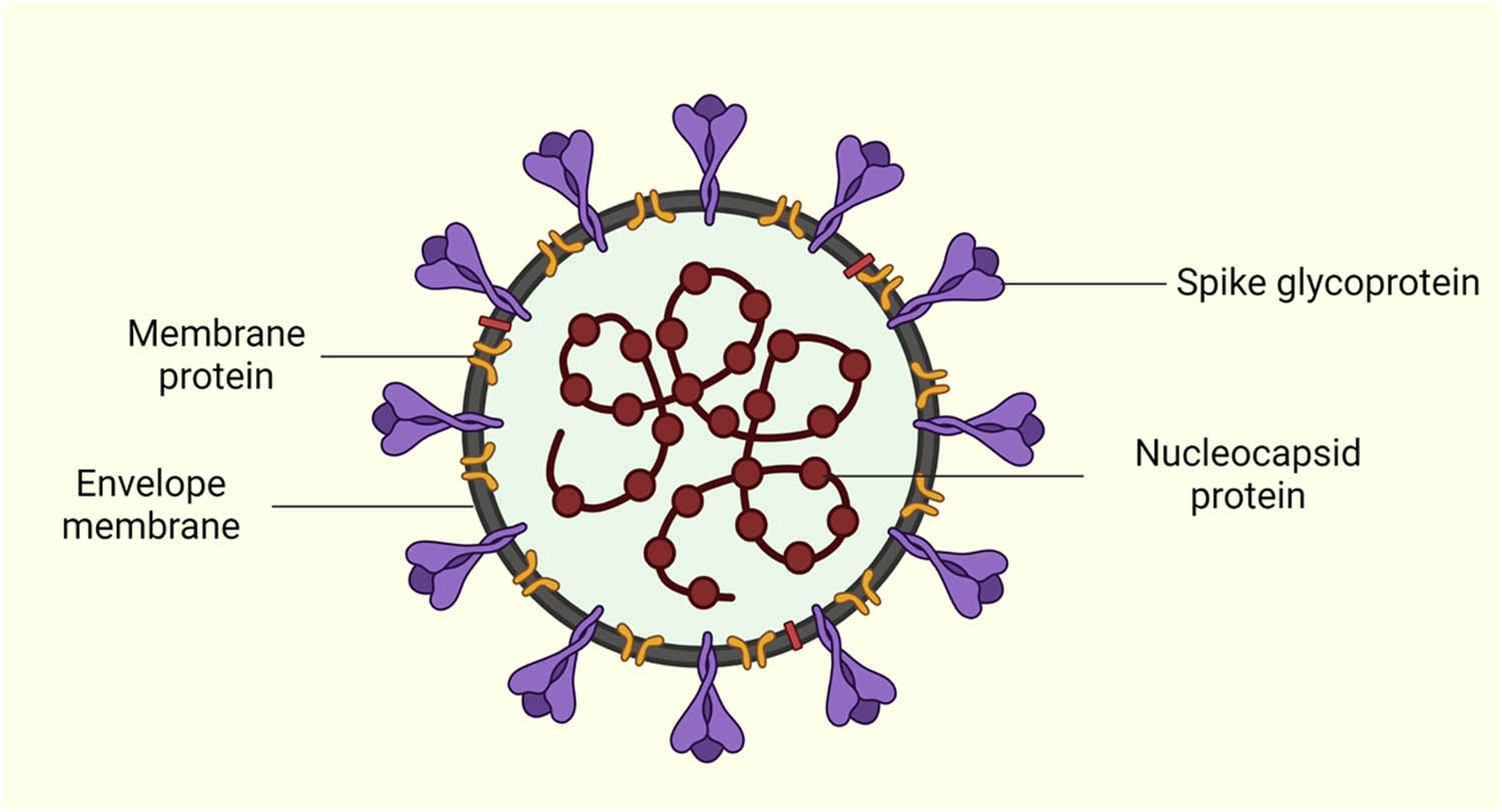 A comprehensive review of the interaction between COVID-19 spike ...