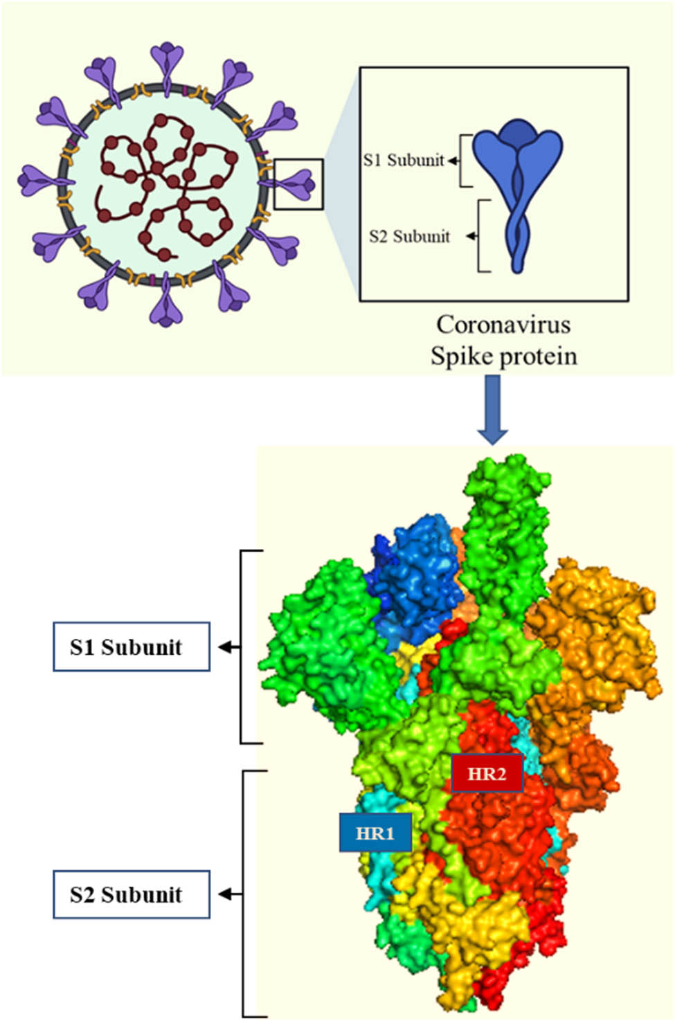 A comprehensive review of the interaction between COVID-19 spike ...