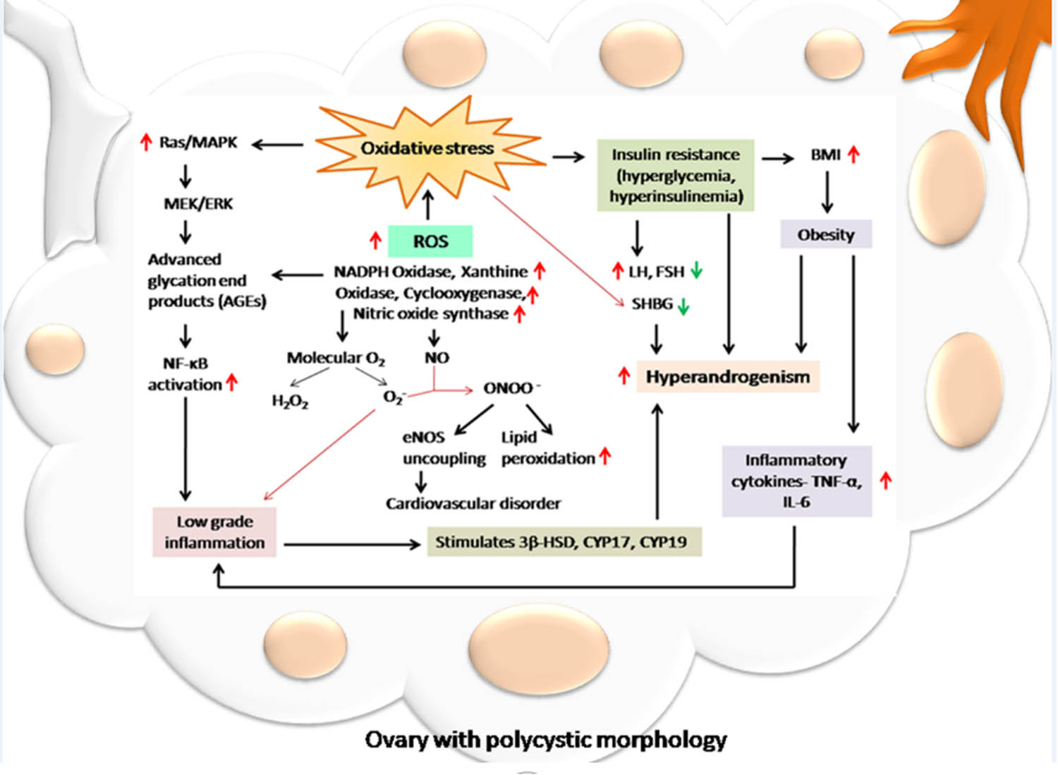 Polycystic ovary syndrome and its management: In view of oxidative stress