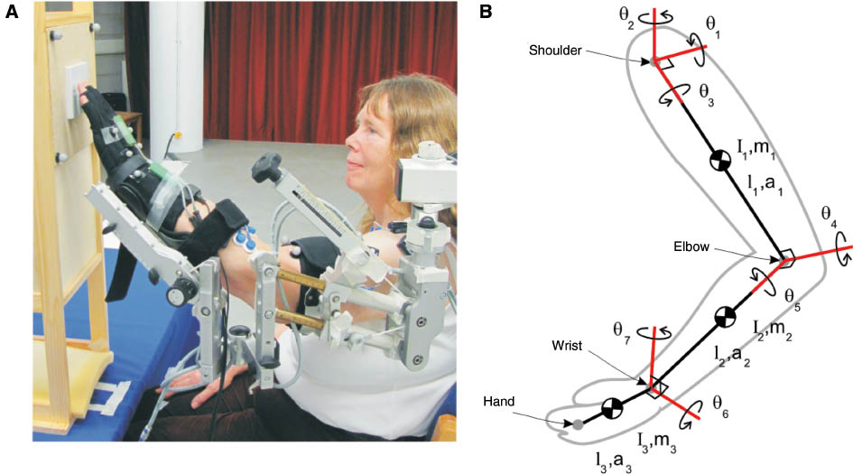 Computational models of upper-limb motion during functional reaching ...