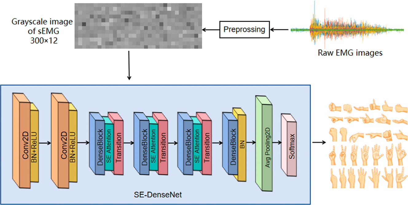 Gesture recognition from surface electromyography signals based on the SE-DenseNet network