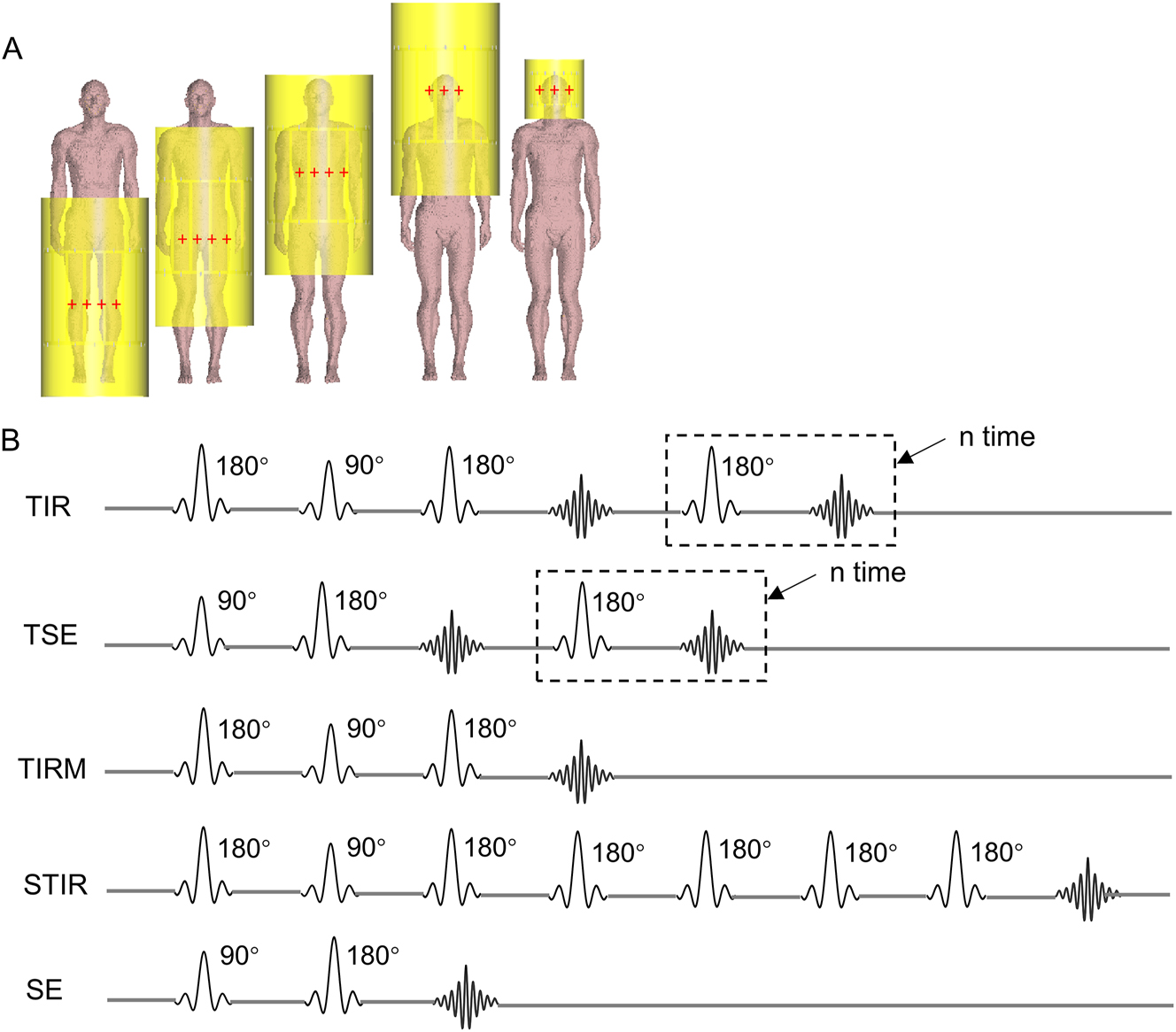Evaluation of the RF depositions at 3T in routine clinical scans with ...