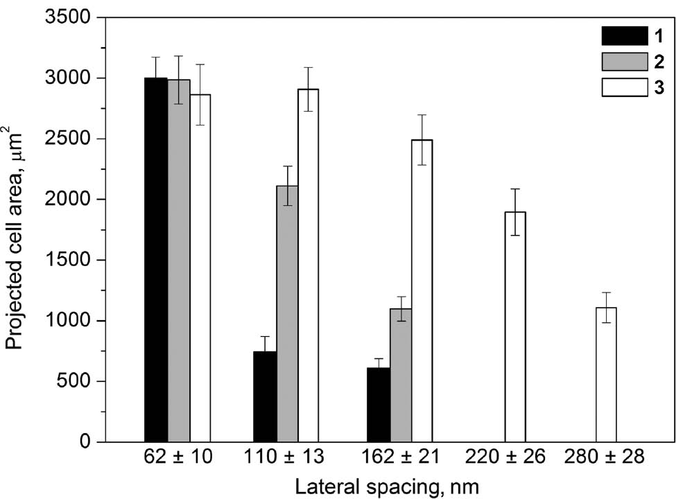 Focal adhesion stabilization by enhanced integrin-cRGD binding affinity