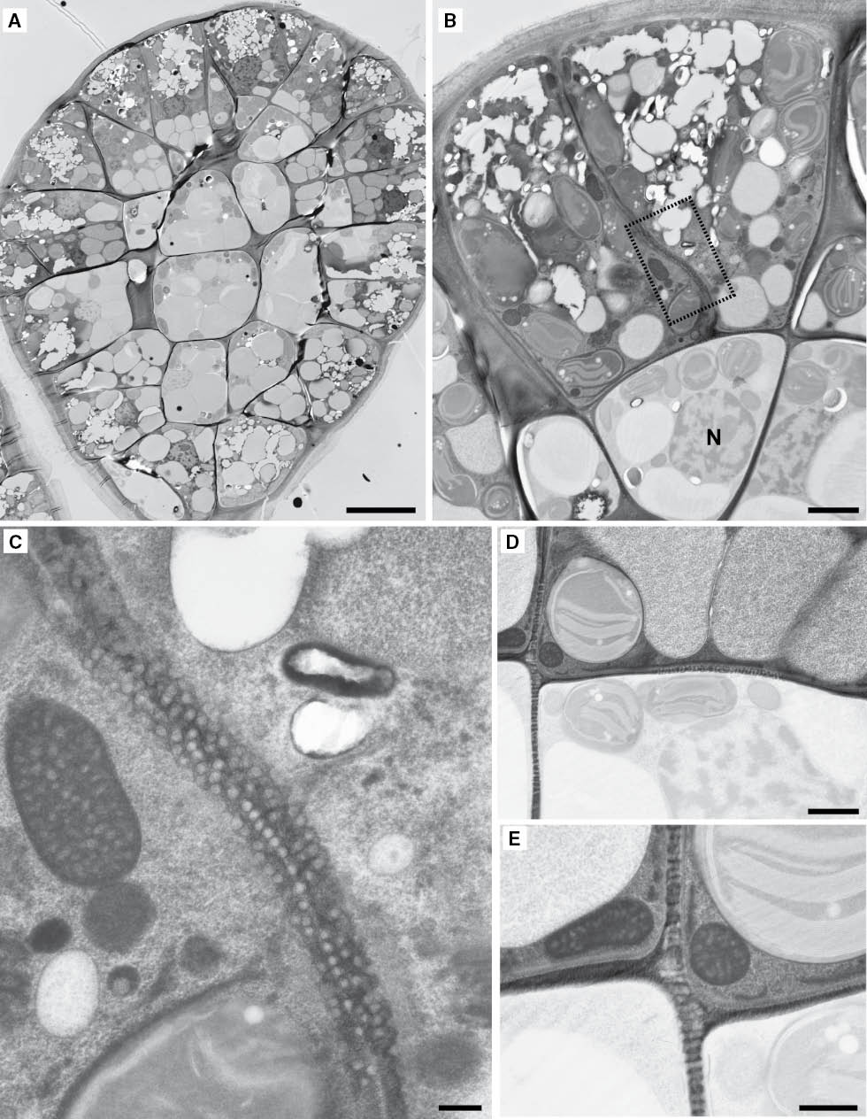 Development and function of plasmodesmata in zygotes of Fucus distichus