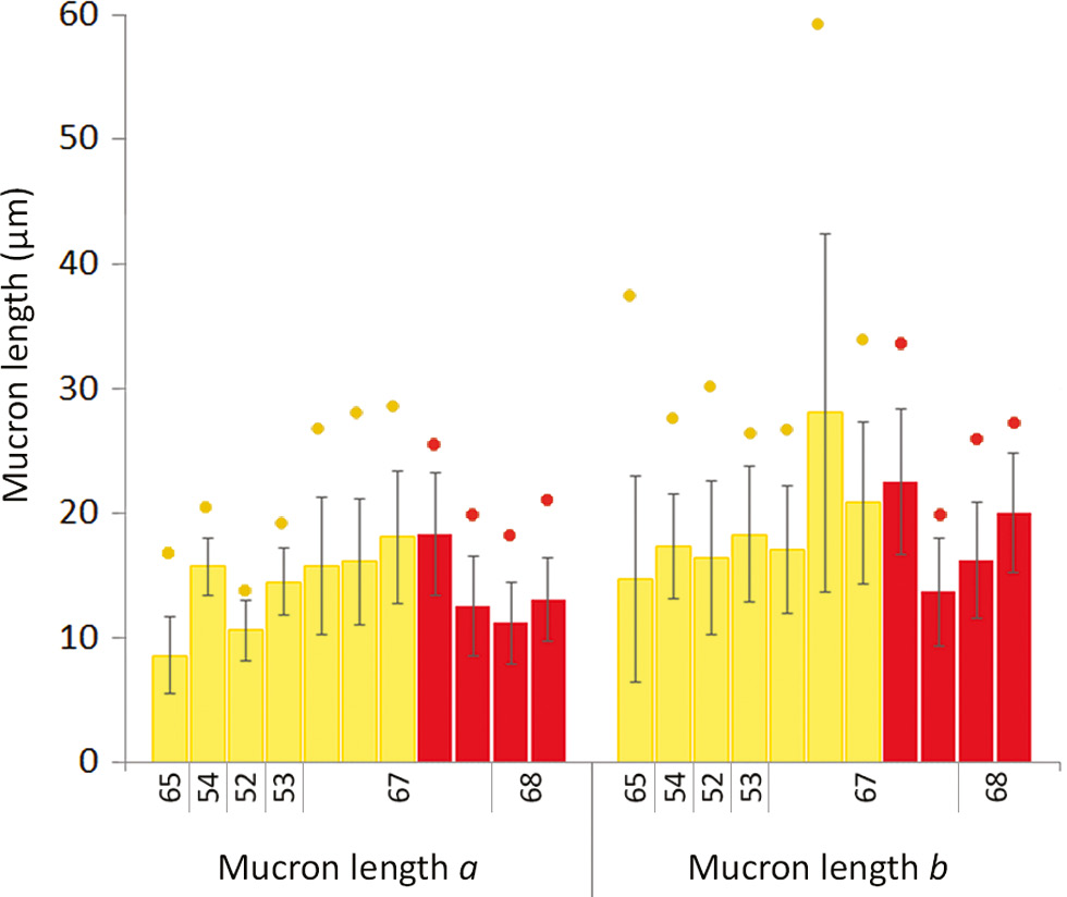 Codium fragile in Norway: subspecies identity and morphology