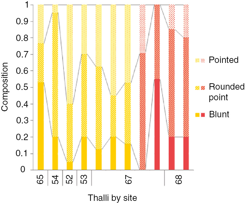 Codium fragile in Norway: subspecies identity and morphology