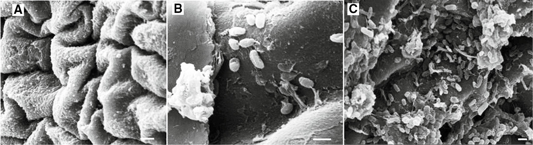 Agrobacterium-mediated gene delivery and transient expression in the ...
