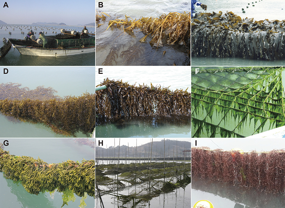 Seaweed resources of Korea