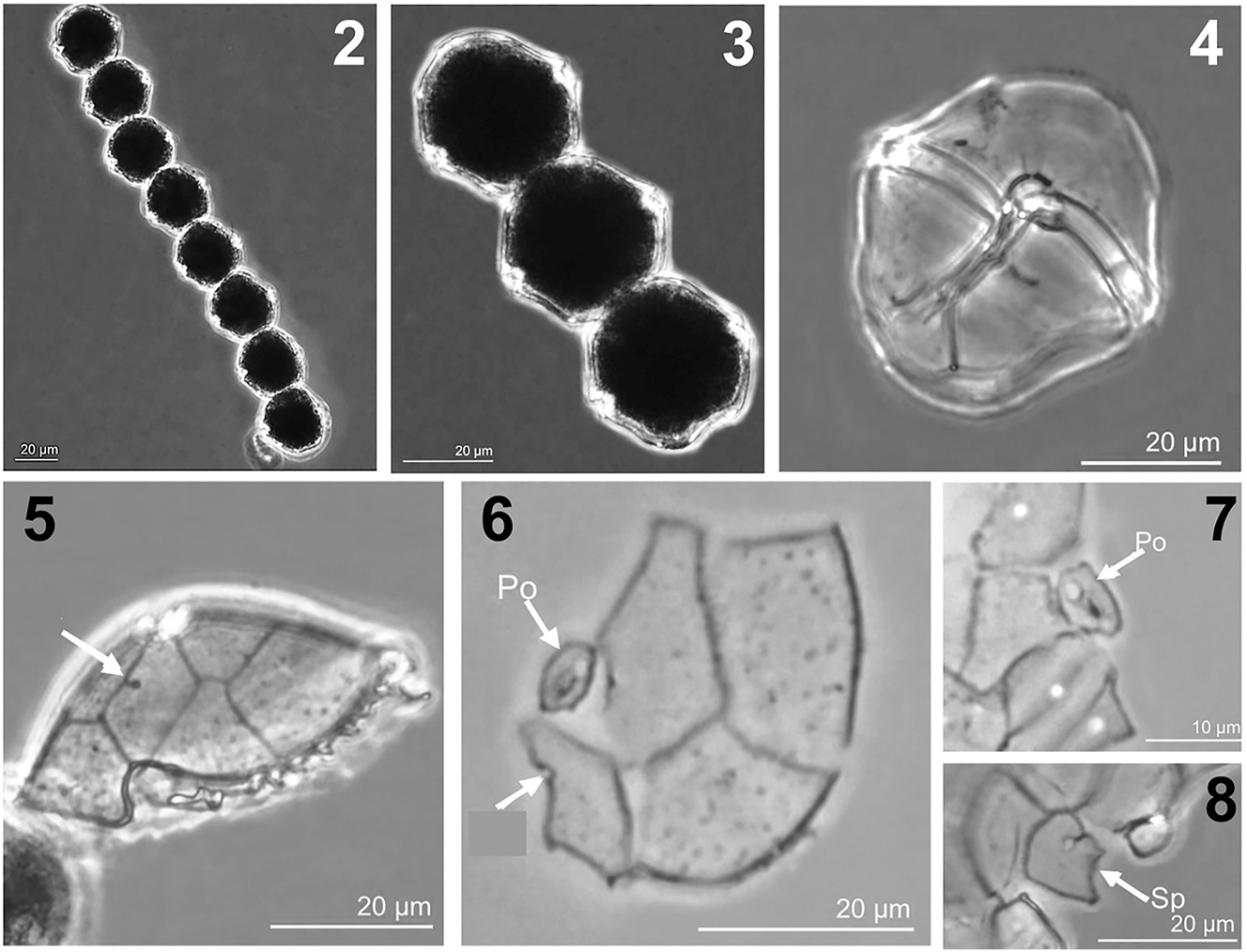 Diversity and distribution of species of the planktonic dinoflagellate ...