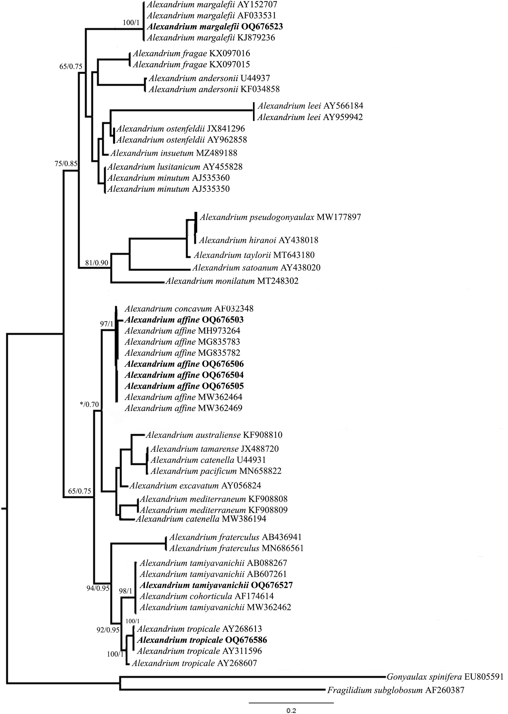 Diversity and distribution of species of the planktonic dinoflagellate ...