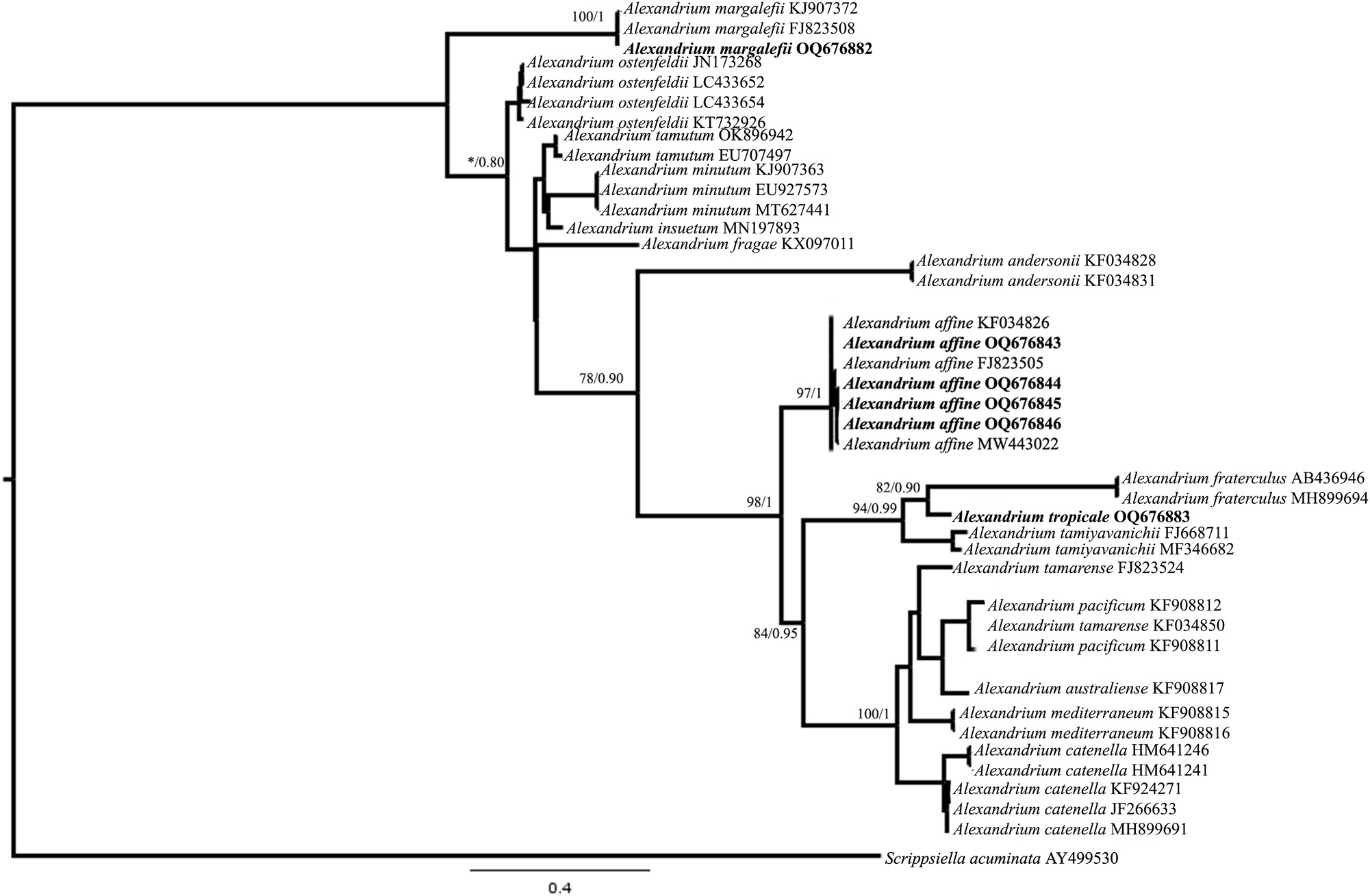 Diversity and distribution of species of the planktonic dinoflagellate ...