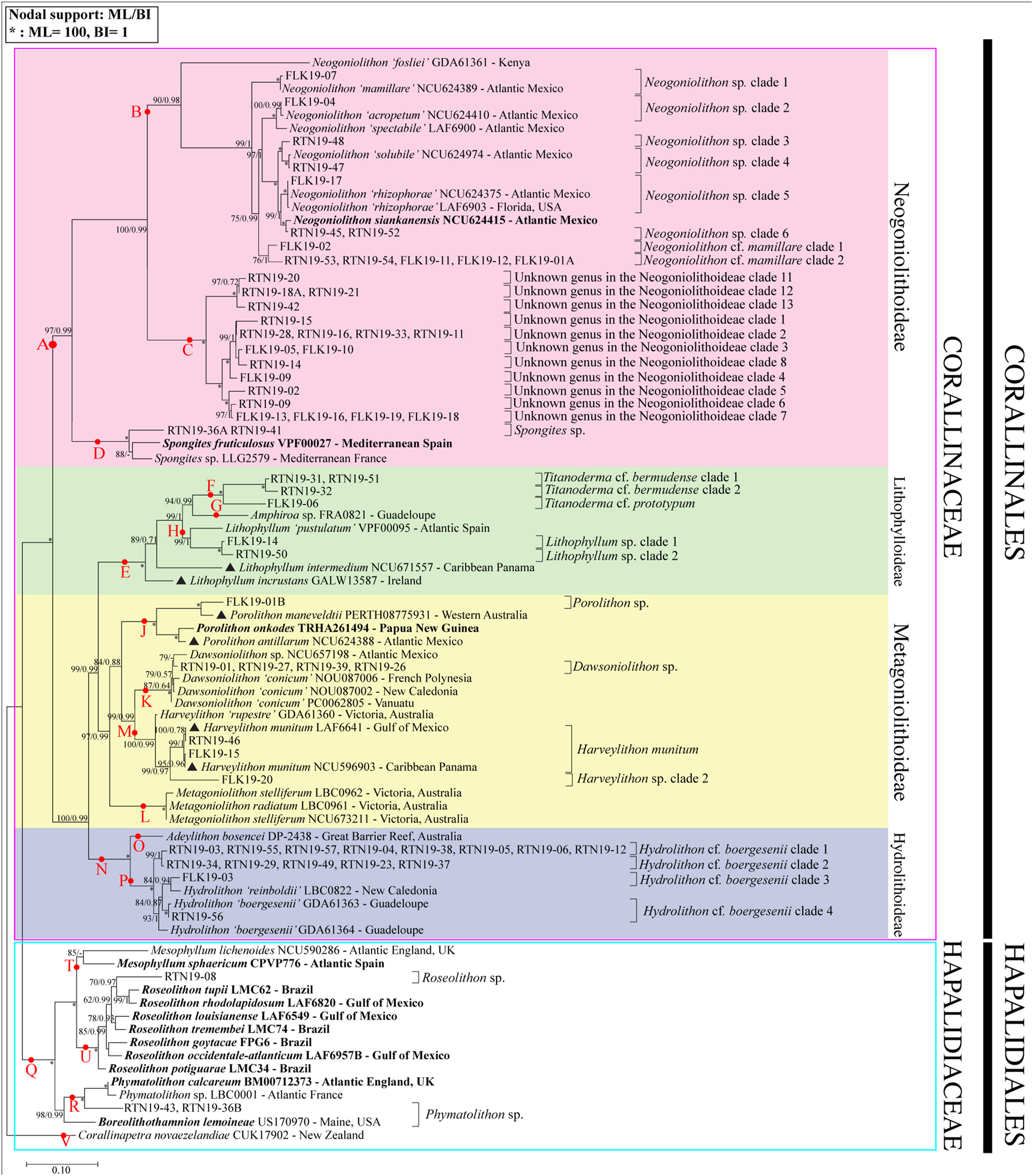DNA sequencing reveals higher taxonomic diversity of coralline algae ...