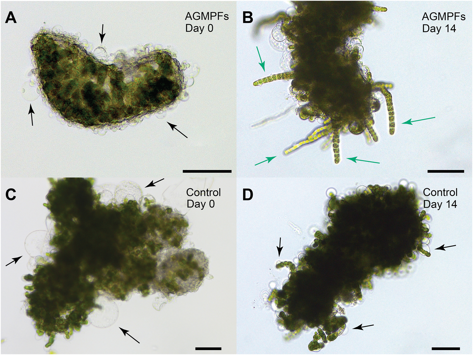 Bacteria-released algal growth and morphogenesis factors regenerate ...