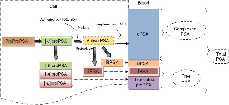 Emerging biomarkers in the detection and prognosis of prostate cancer