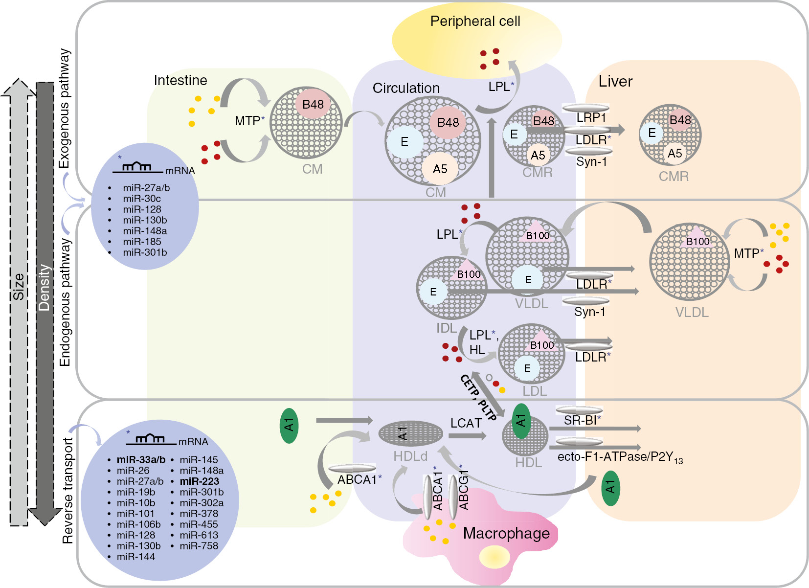 microRNAs in lipoprotein and lipid metabolism: from biological function ...