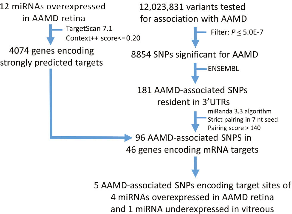 miRNAs, single nucleotide polymorphisms (SNPs) and age-related macular ...