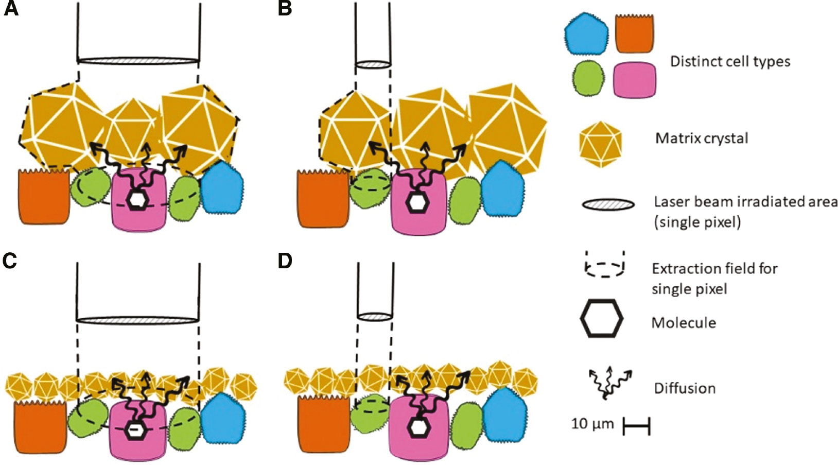 Cellular resolution in clinical MALDI mass spectrometry imaging: the ...