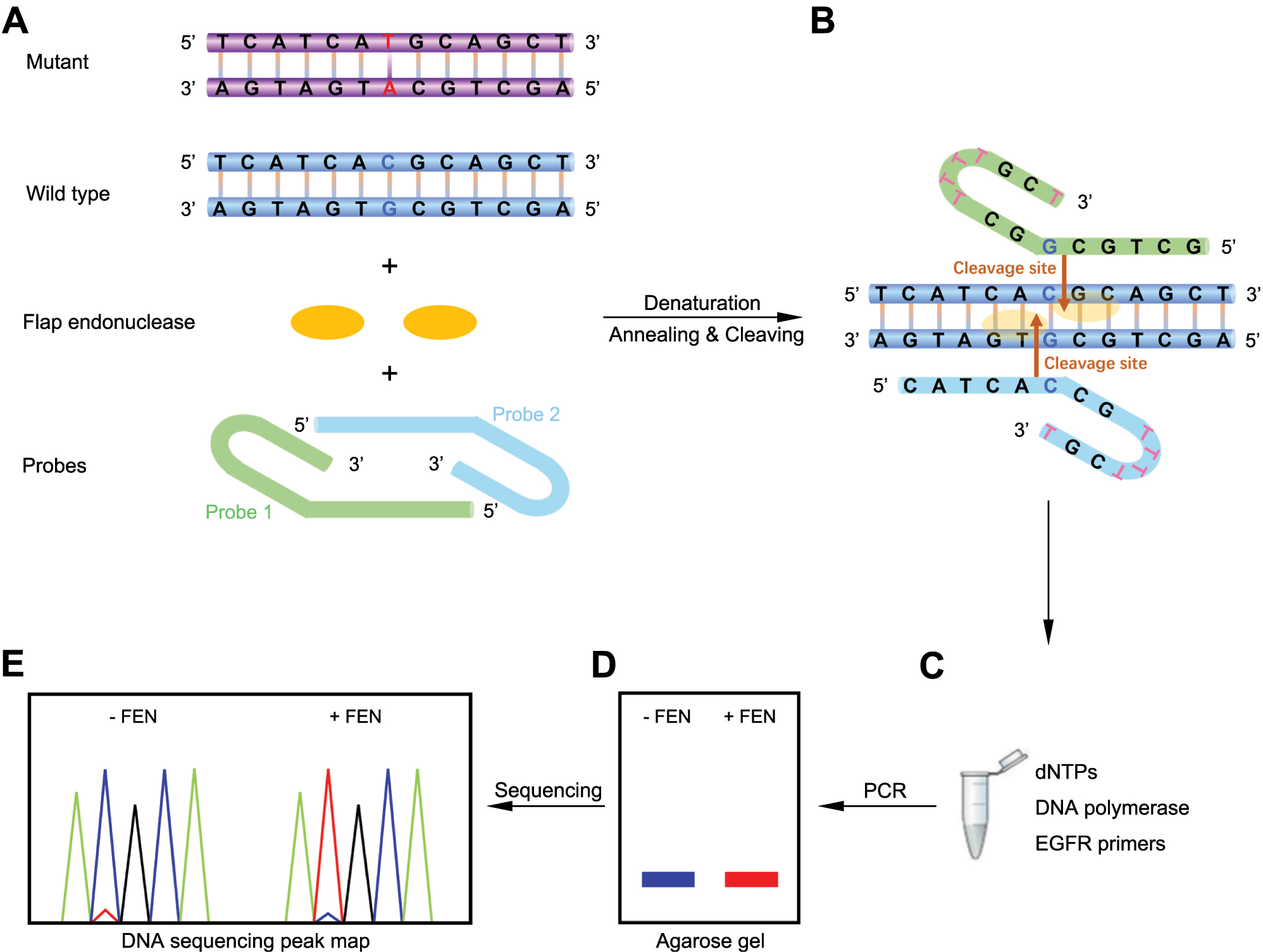 An ultrasensitive DNA-enhanced amplification method for d...