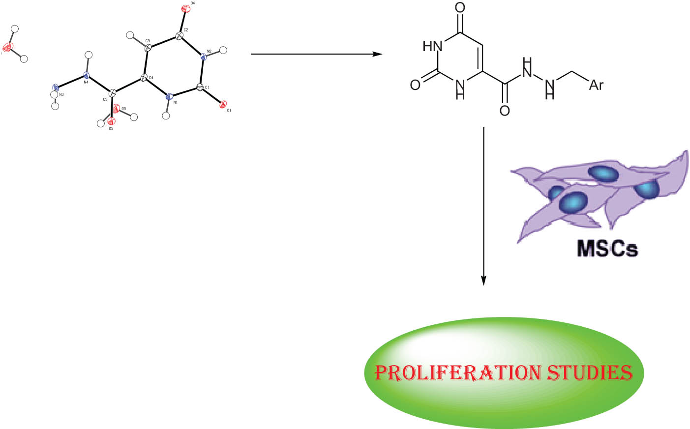 Synthesis of orotic acid derivatives and their effects on stem cell ...