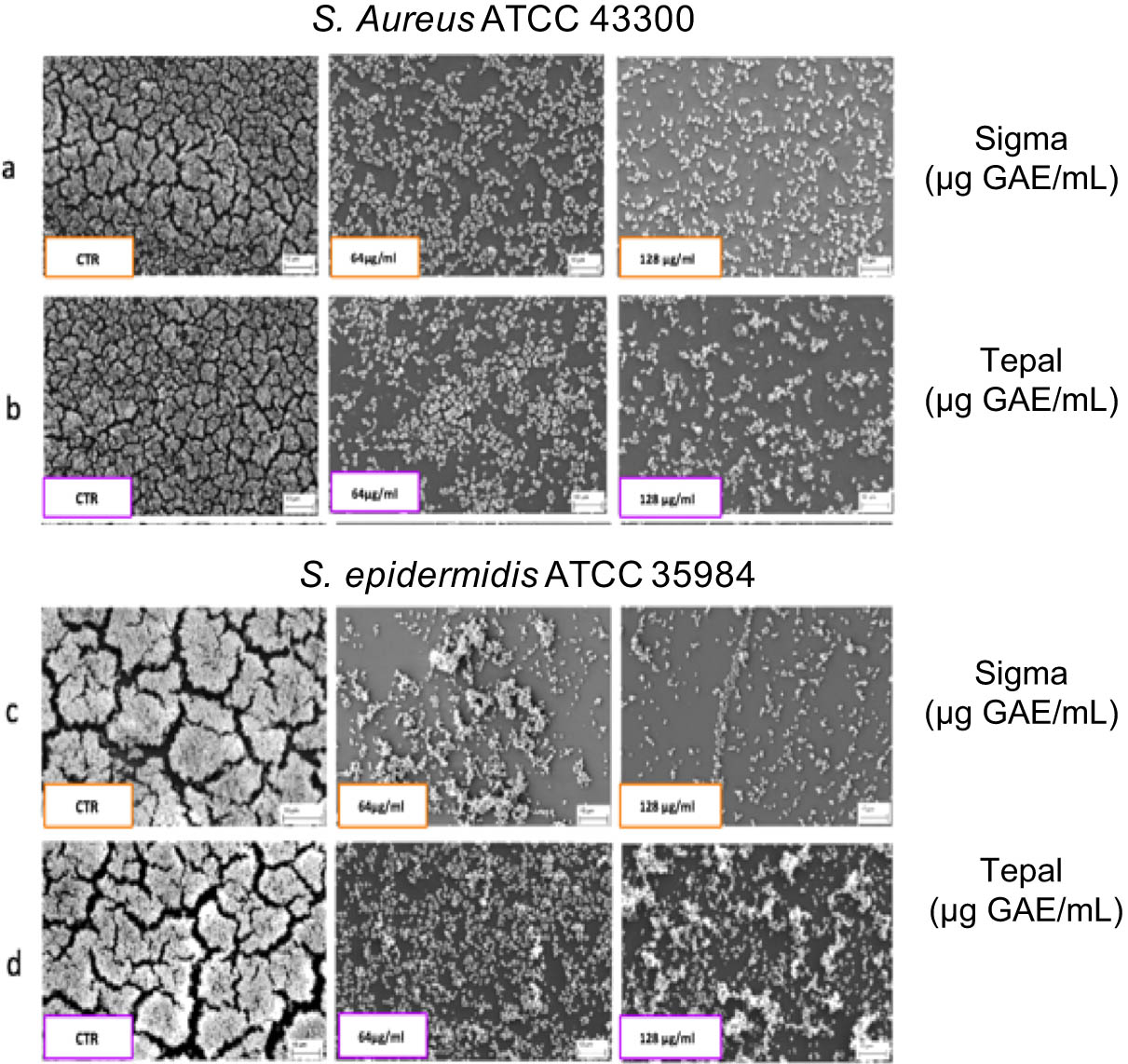 Phytochemical profiling, antibacterial and antioxidant properties of ...