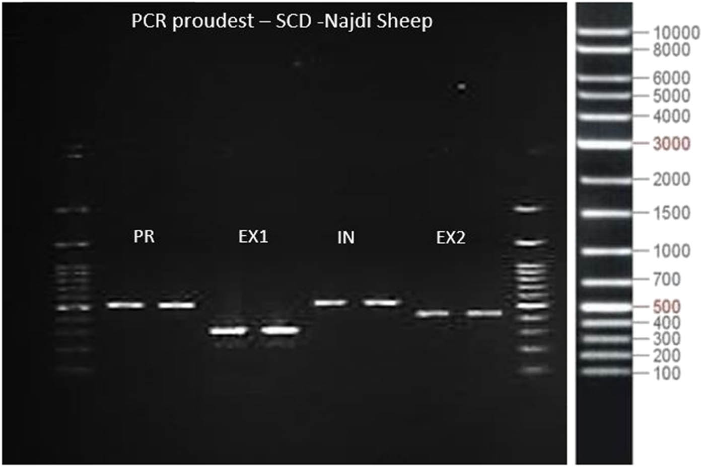 Identification of genetic polymorphisms in the stearoyl CoA desaturase ...
