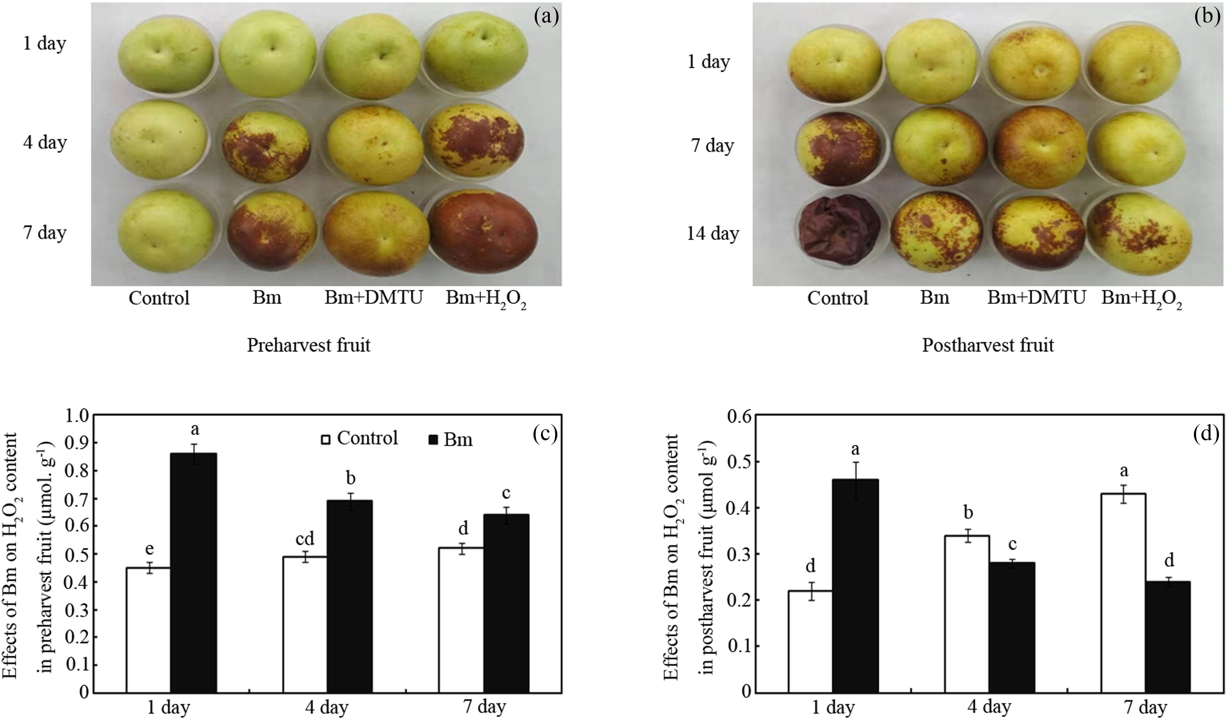 Bordeaux mixture accelerates ripening, delays senescence, and promotes ...