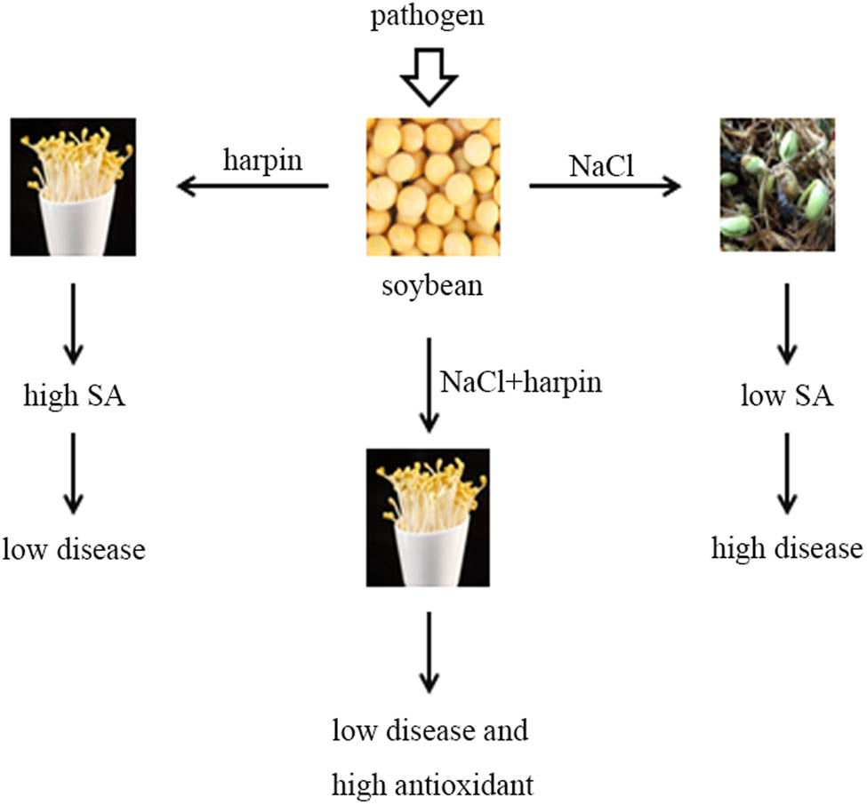 Synergistic effects of harpin and NaCl in determining soybean sprout ...