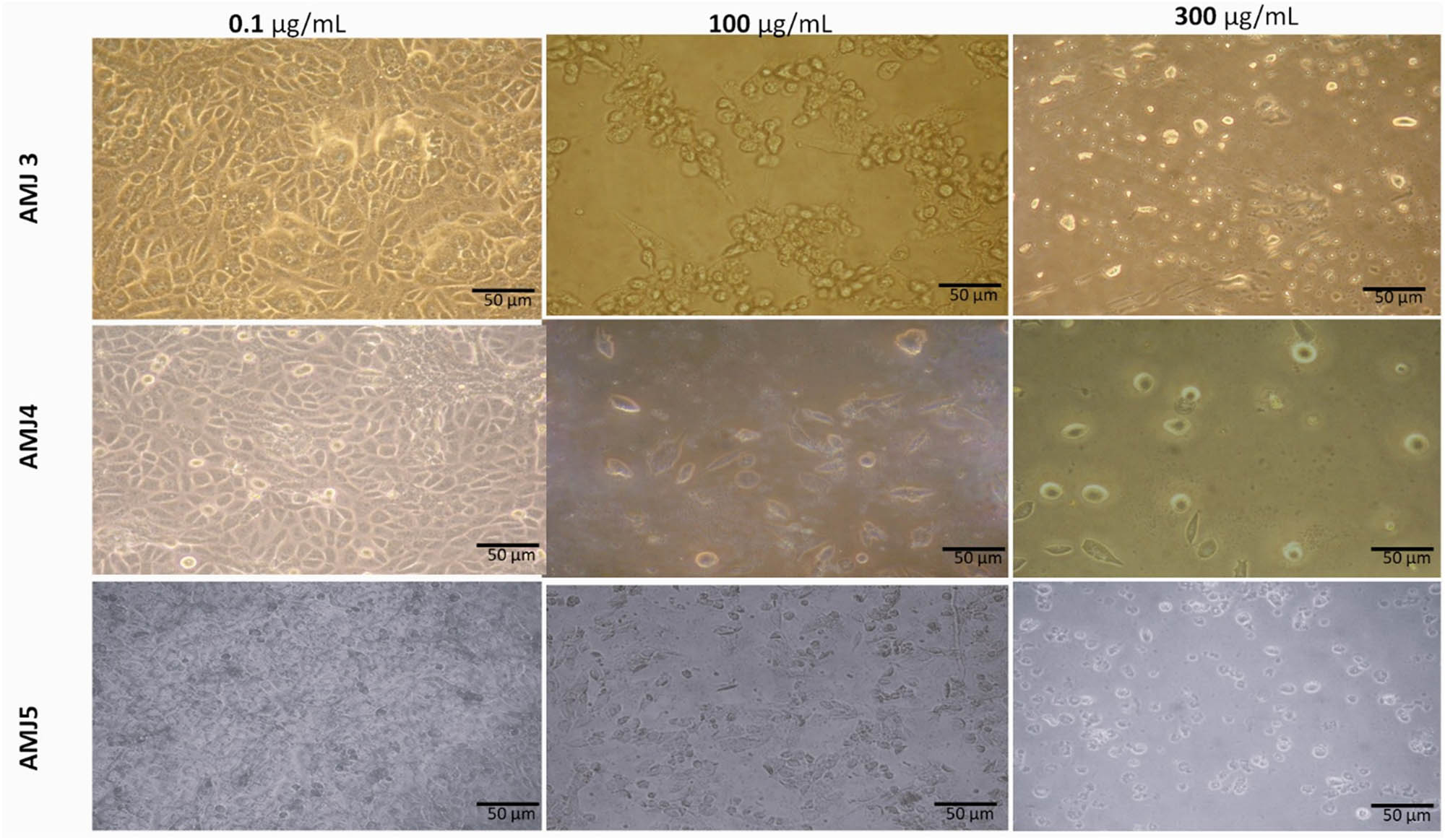 Resveratrol-derived MDM2 inhibitors: Synthesis, characterization, and ...
