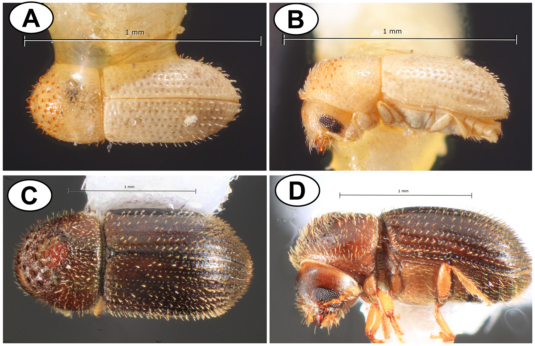 New distribution records and host plants of two species of Hypothenemus ...