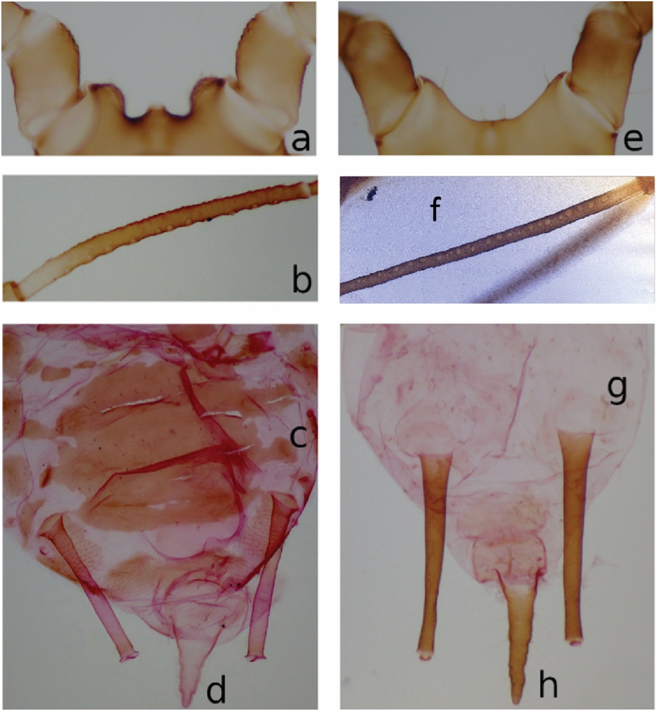 Identification key for cotton-feeding aphids (Hemiptera: Aphididae ...