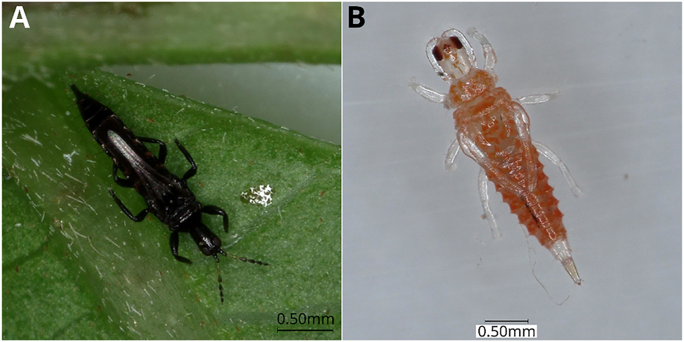 The first complete mitogenome sequence of a biological control agent ...