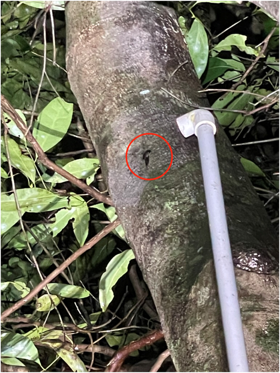 Distribution and densities of the invasive New Guinea flatworm ...