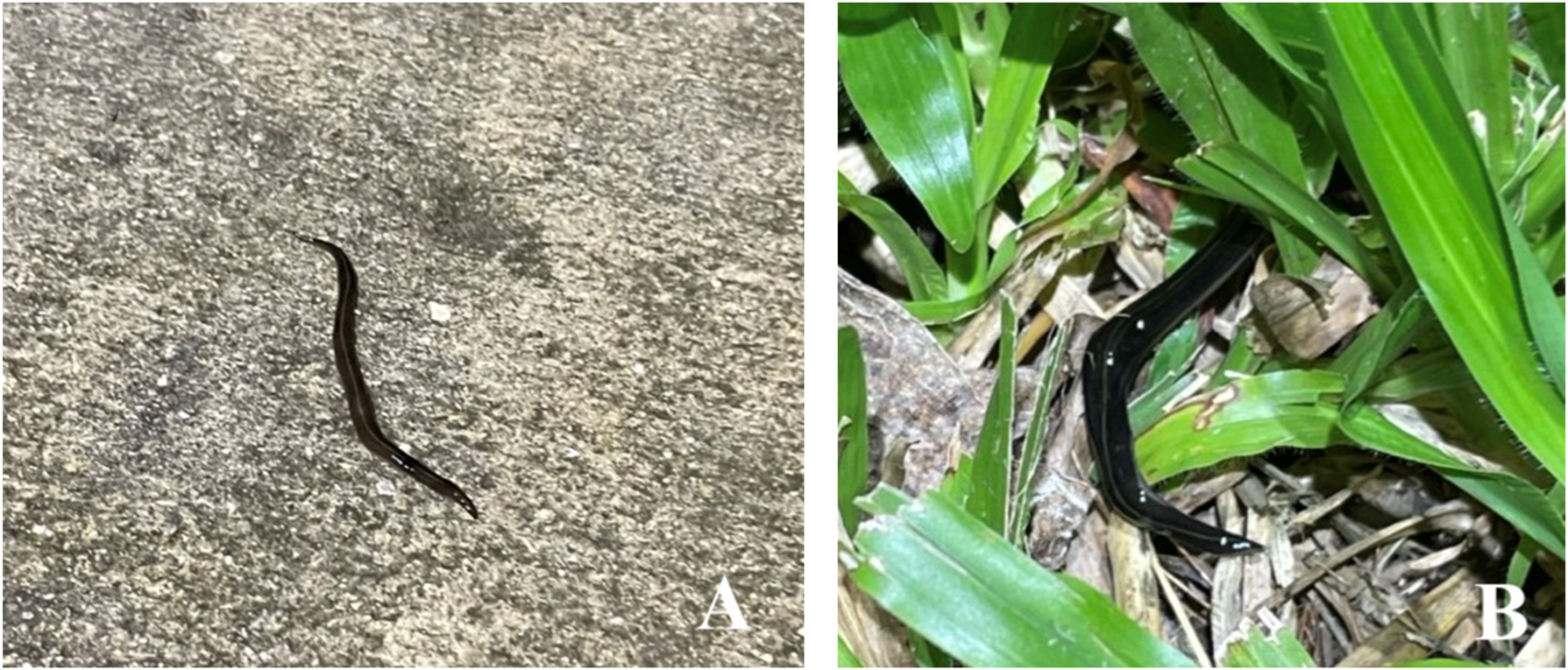 Distribution and densities of the invasive New Guinea flatworm ...