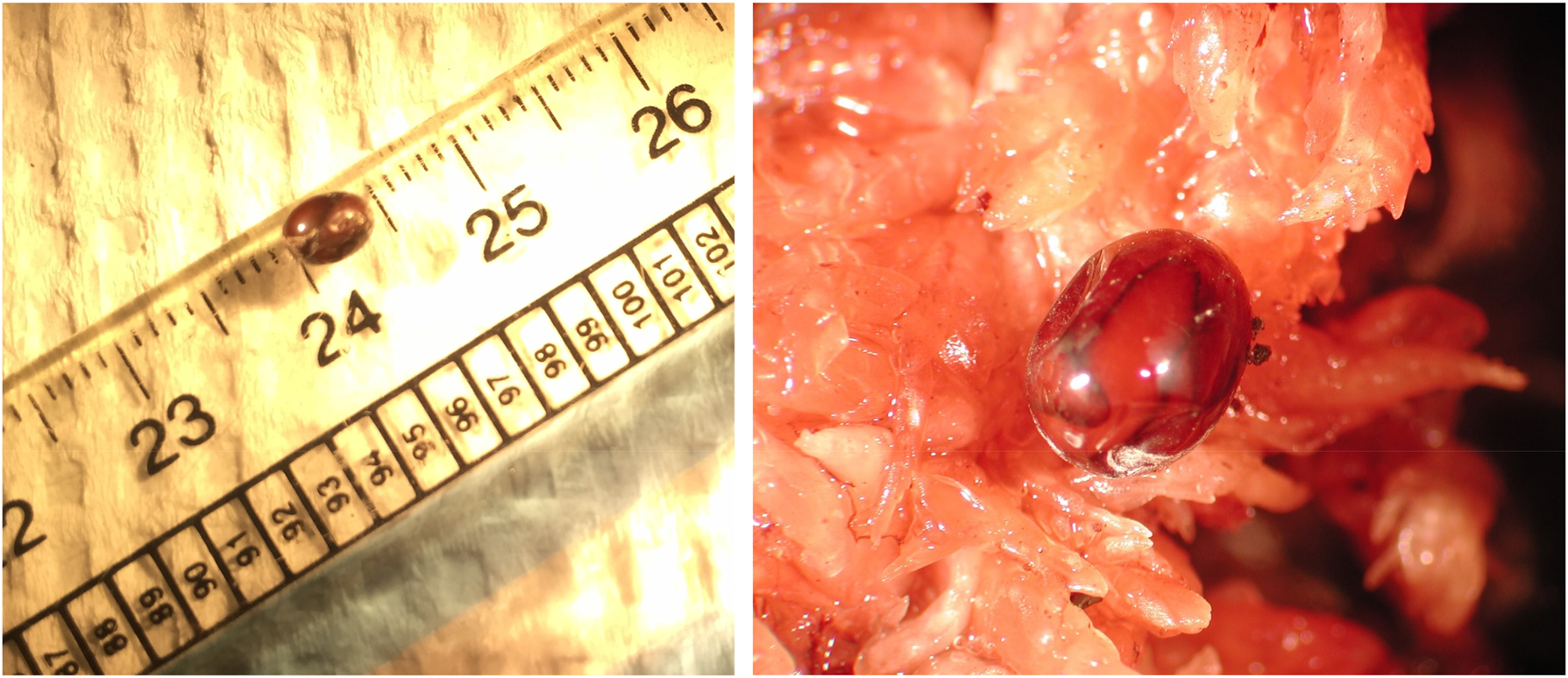 Distribution and densities of the invasive New Guinea flatworm ...