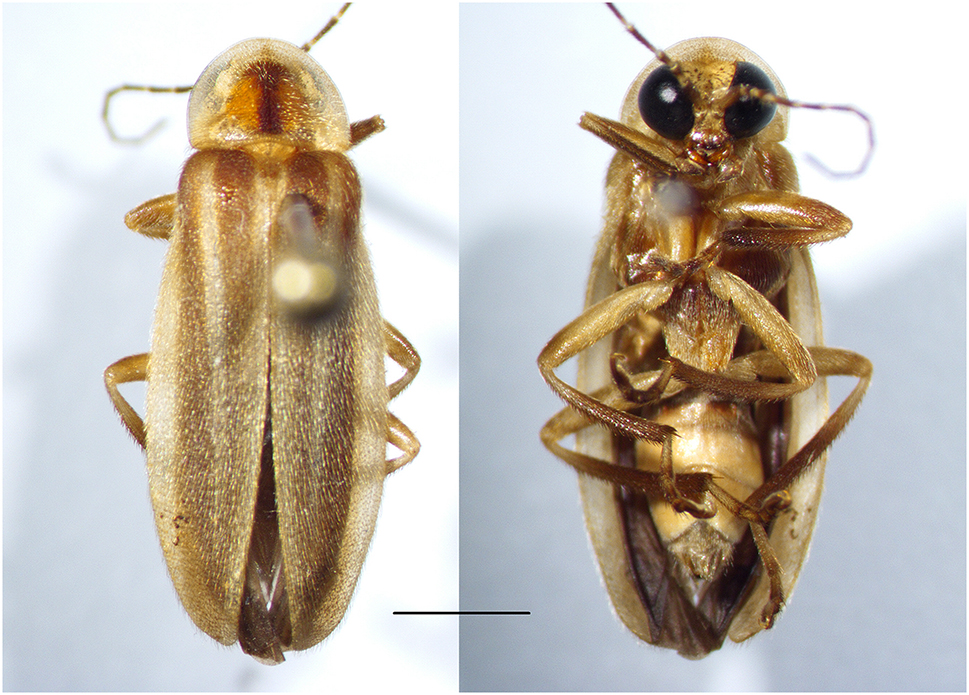 Photuris mcavoyi (Coleoptera: Lampyridae): a new firefly from Delaware interdunal wetlands