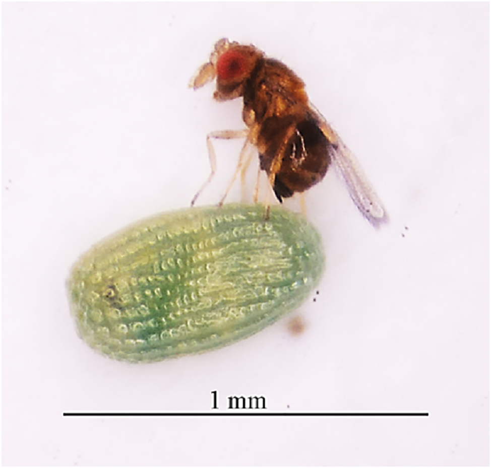 First record of Trichogramma pretiosum parasitizing Irido...