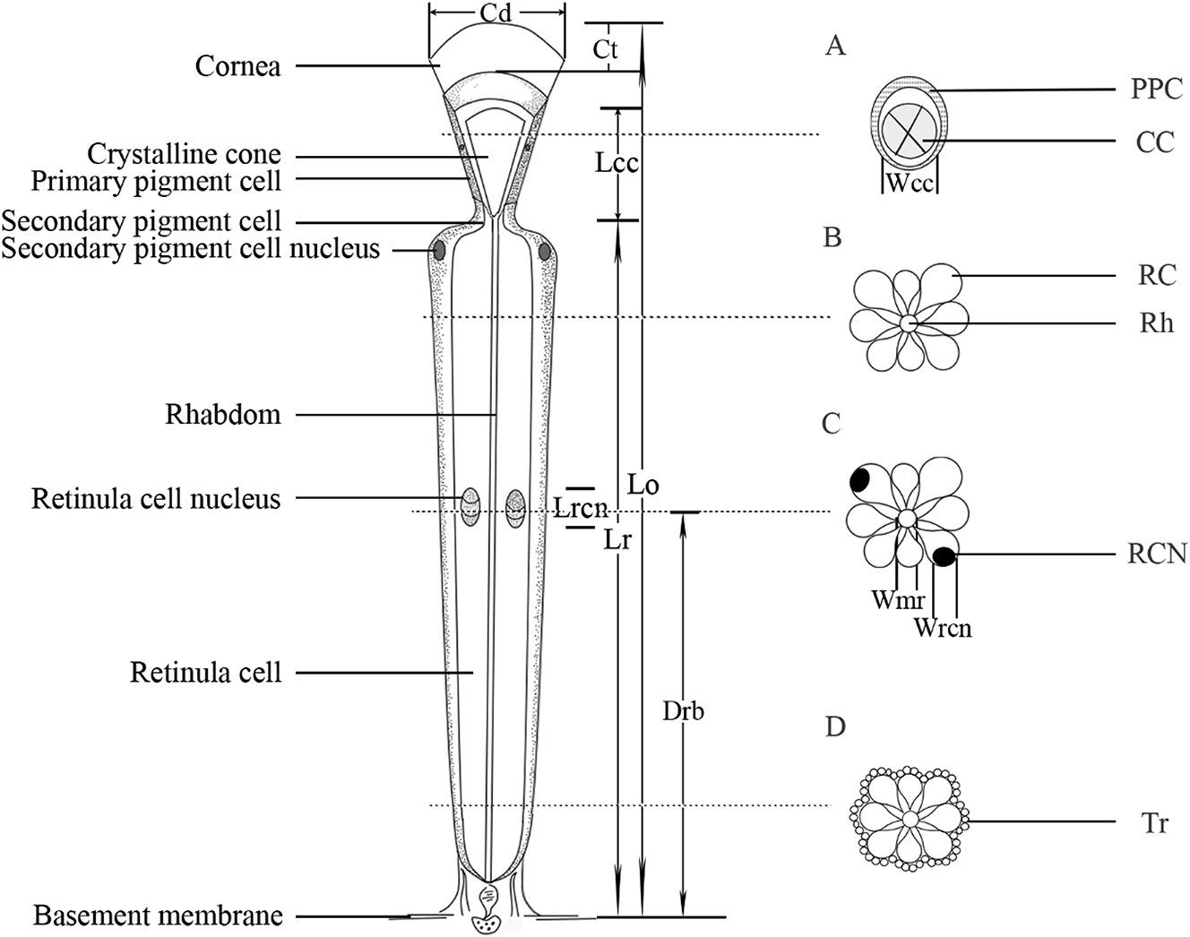 A micro-anatomical investigation of dark and light-adapted eyes of ...