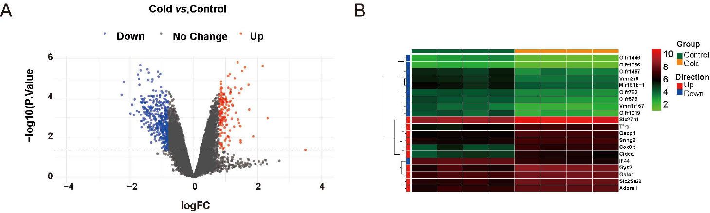 Identification of hub genes and pathways in mouse with cold exposure