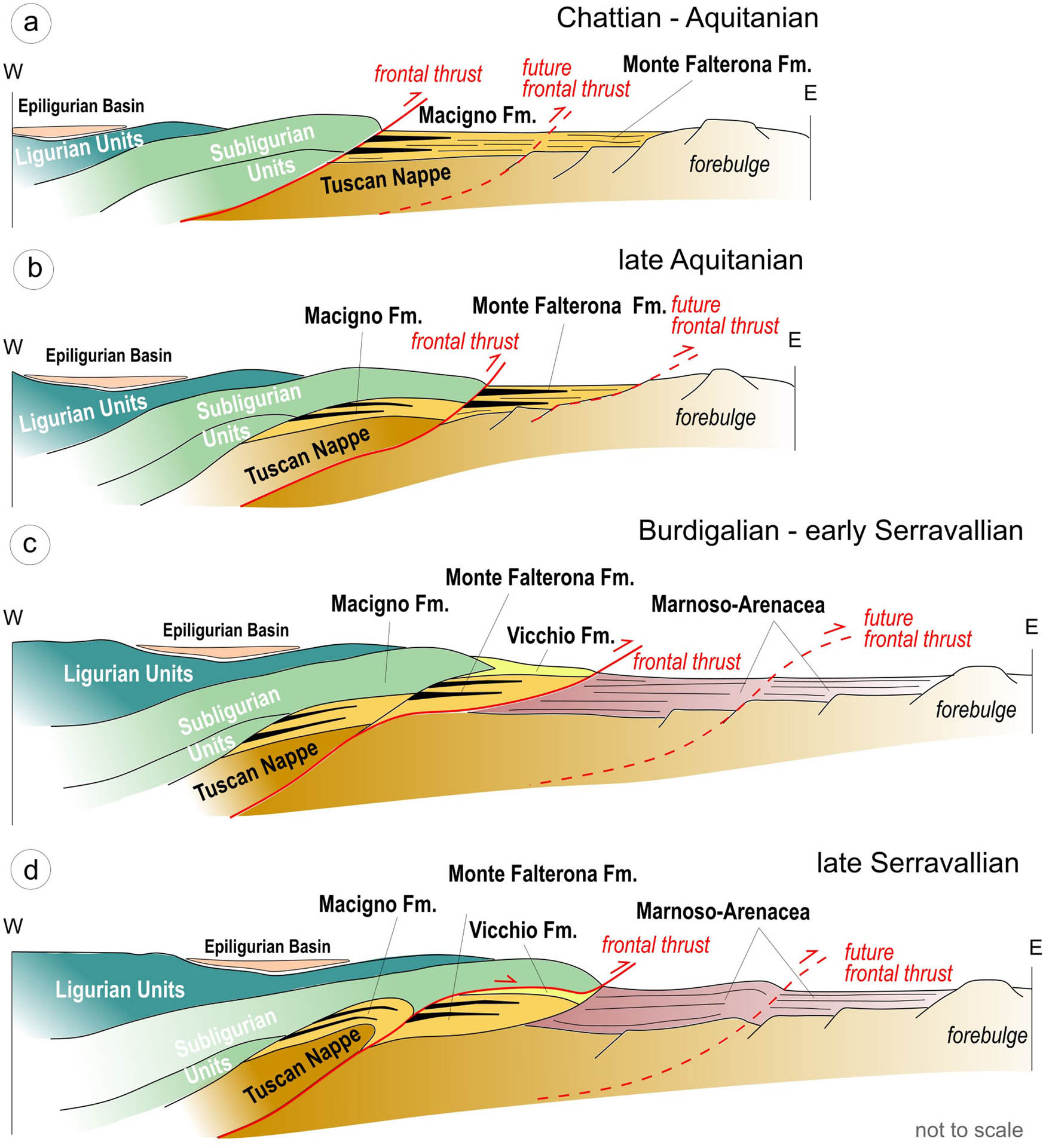 Tectonics vs sedimentation in foredeep basins: A tale from the Oligo ...