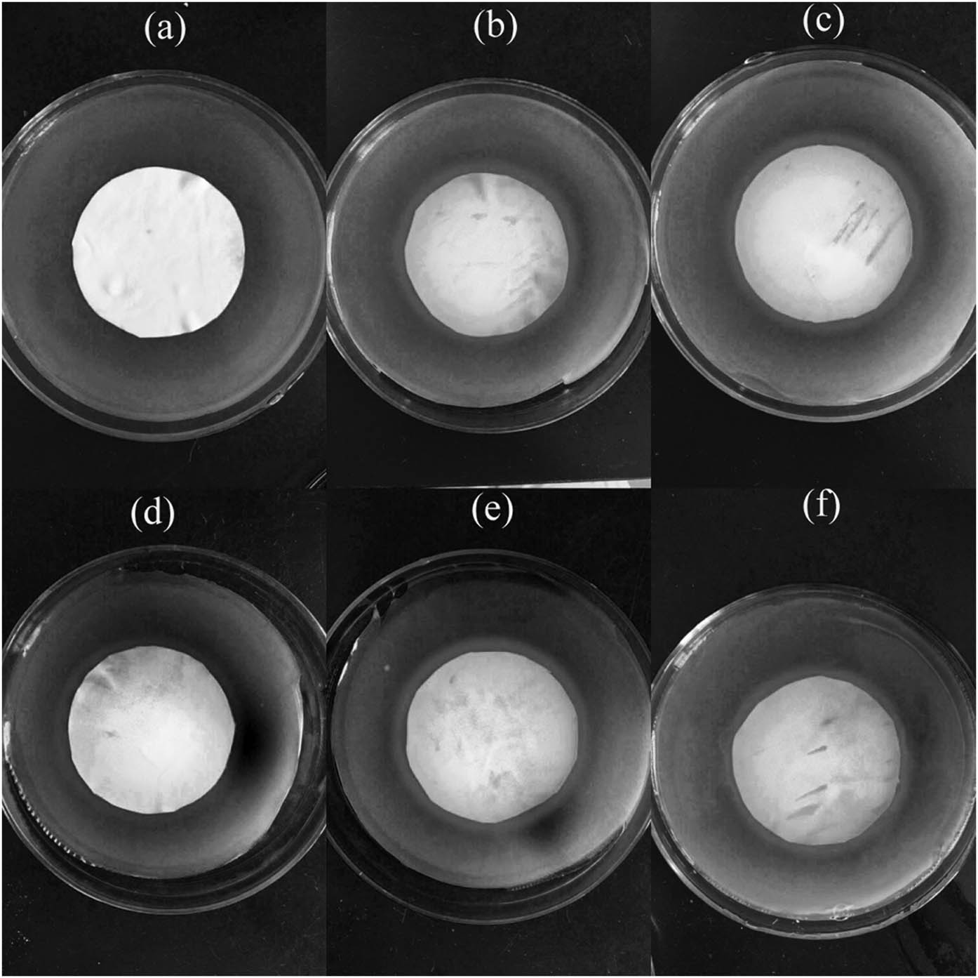 Hydrophilic modification of PVDF membranes by in situ syn...