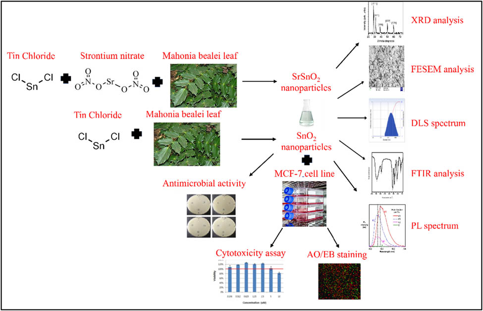 Green synthesis of strontium-doped tin dioxide (SrSnO2) nanoparticles ...