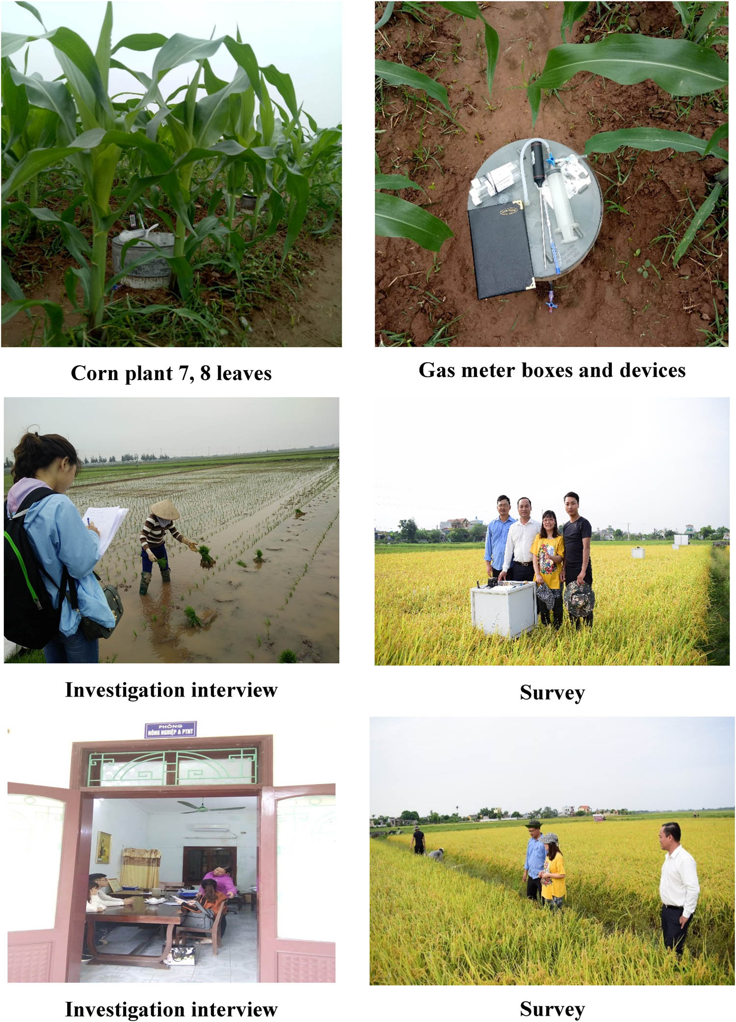 Estimation of greenhouse gas emissions from rice and annual upland ...