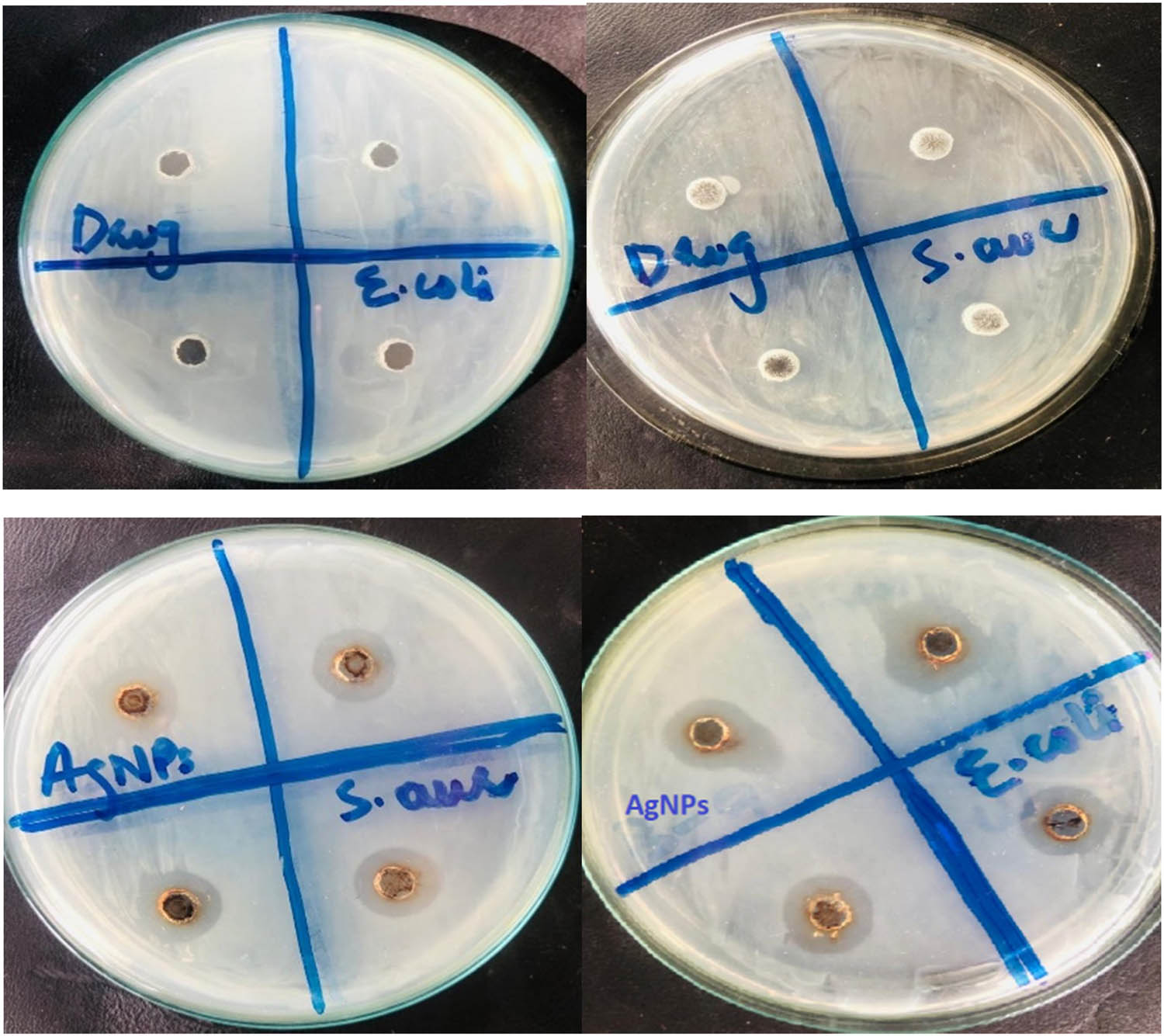 Enhancement efficacy of omeprazole by conjugation with silver ...