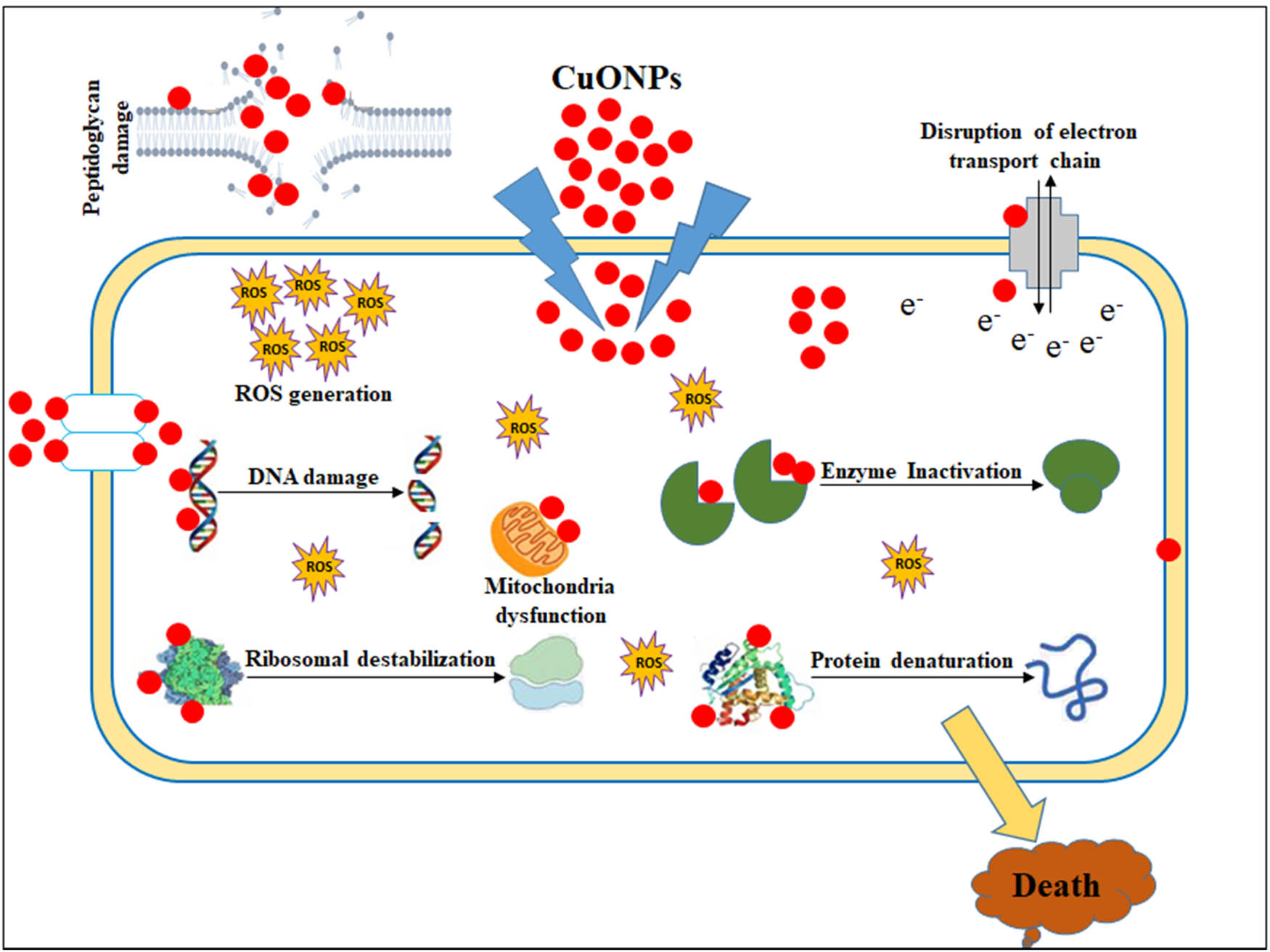 Rhus microphylla-mediated biosynthesis of copper oxide nanoparticles ...