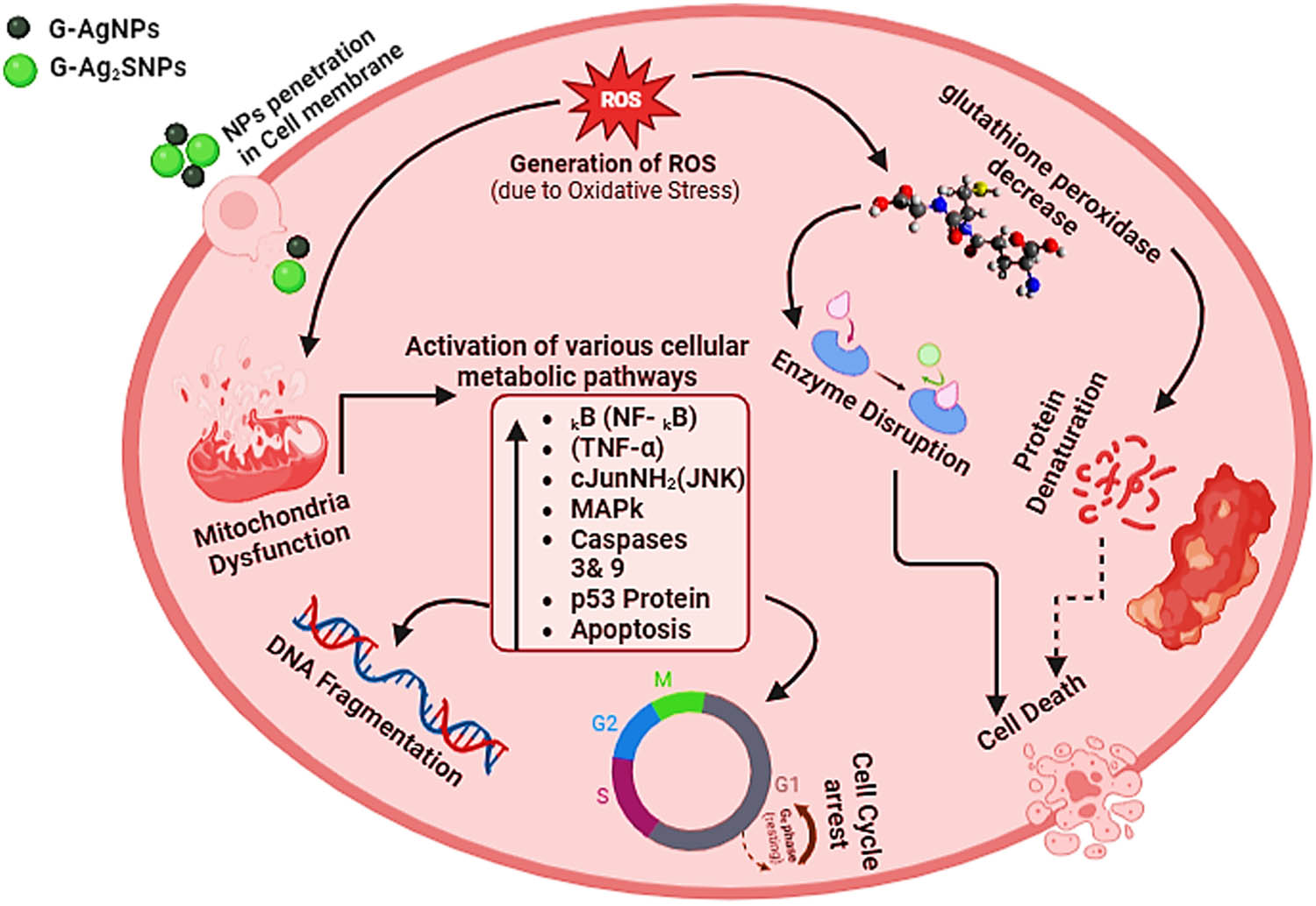 A comparative study of Fagonia arabica fabricated silver sulfide ...