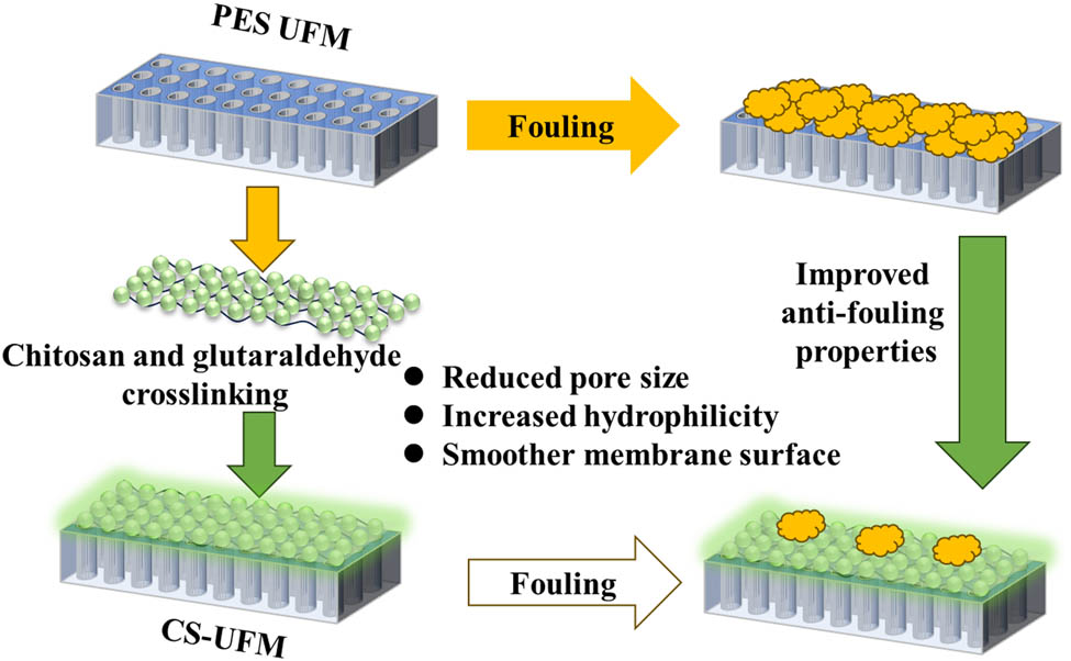 Crosslinked chitosan-modified ultrafiltration membranes for efficient ...