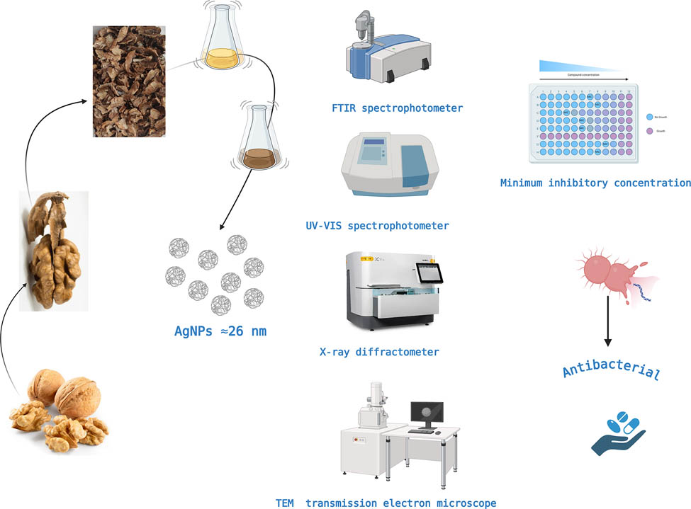Sustainable green synthesis of silver nanoparticles using walnut septum ...
