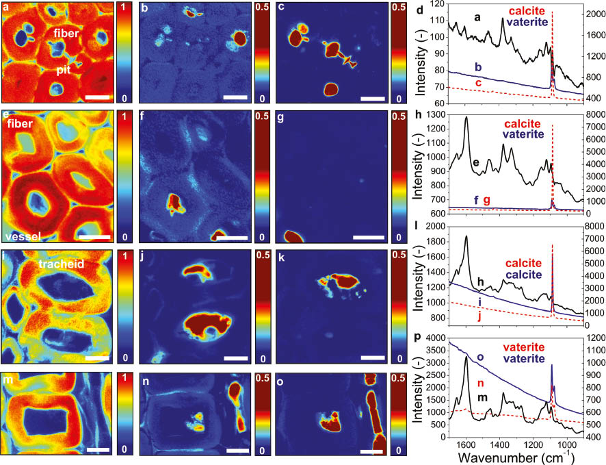 Mineralization of wood by calcium carbonate insertion for improved ...
